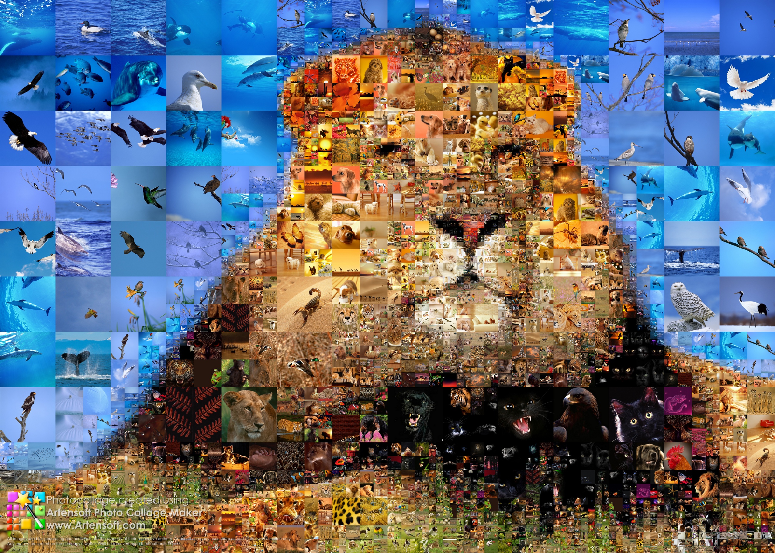 Photo Collage King Of Animals Beschreibung Programmparameter F r Das Erstellen 